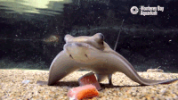 Chomper GIFs - Get the best gif on GIFER