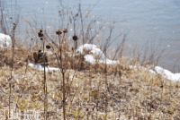 Prairie GIFs - Get the best gif on GIFER