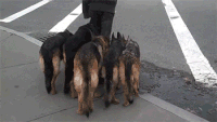Following GIFs - Get the best gif on GIFER