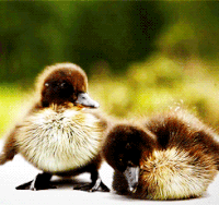 Snuggling GIFs - Get the best gif on GIFER