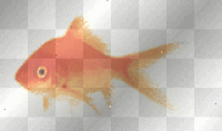 Goldfish GIFs - Get the best gif on GIFER