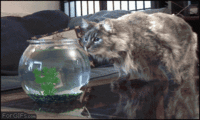 Gotcha GIFs - Get the best gif on GIFER