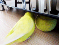 Budgie GIFs - Get the best gif on GIFER