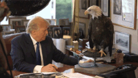 Eagles GIFs - Get the best gif on GIFER