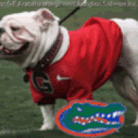 Uga GIFs - Get the best gif on GIFER
