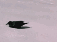 Crow GIFs - Get the best gif on GIFER