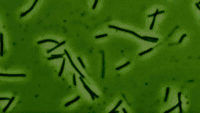 Bacteria GIFs - Get the best gif on GIFER
