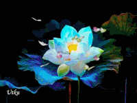 Lotus GIFs - Get the best gif on GIFER