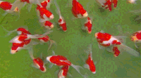 Goldfish GIFs - Get the best gif on GIFER