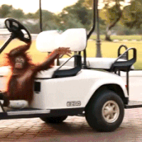 Golf GIFs - Get the best gif on GIFER