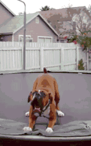 Panting dog GIFs - Get the best gif on GIFER