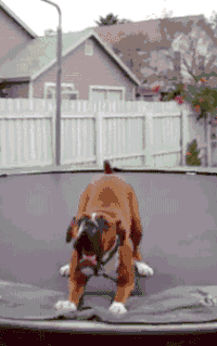 Panting GIFs - Get the best gif on GIFER