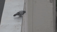 Pigeon GIFs - Get the best gif on GIFER