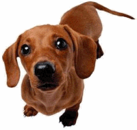 Teckel GIFs - Get the best gif on GIFER