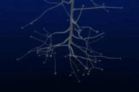 Neuron GIFs - Get the best gif on GIFER