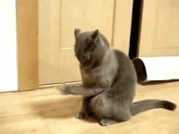 Lem GIFs - Get the best gif on GIFER