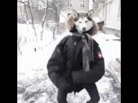 Husky GIFs - Get the best gif on GIFER