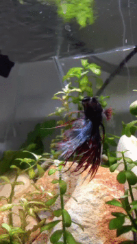 Betta GIFs - Get the best gif on GIFER