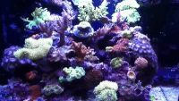 Coral GIFs - Get the best gif on GIFER