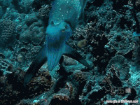 Лула GIFs - Get the best gif on GIFER