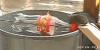 Mousetrap GIFs - Get the best gif on GIFER