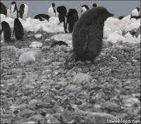 Linux GIFs - Get the best gif on GIFER