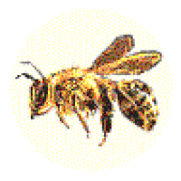 Wasp GIFs - Get the best gif on GIFER
