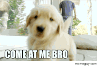 Argument GIFs - Get the best gif on GIFER