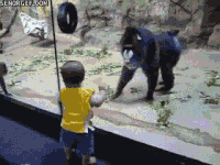 Monkey butt GIFs - Get the best gif on GIFER
