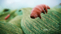 Tardigrades гифки, анимированные GIF изображения tardigrades - скачать ...