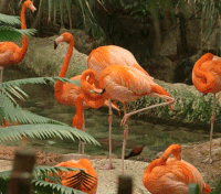 Flamingo GIFs - Get the best gif on GIFER