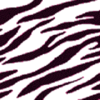 Zebra GIFs - Get the best gif on GIFER