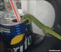 Lizard GIFs - Get the best gif on GIFER