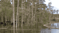 Bayou GIFs - Get the best gif on GIFER