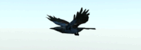 Crow GIFs - Get the best gif on GIFER