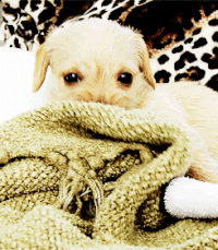 Blanket GIFs - Get the best gif on GIFER