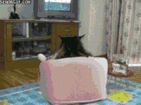 Observando GIFs - Get the best gif on GIFER