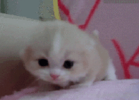 Meowing GIFs - Get the best gif on GIFER