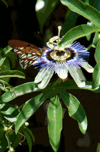 Garden GIFs - Get the best gif on GIFER