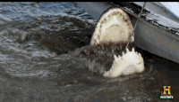 Bayou GIFs - Get the best gif on GIFER
