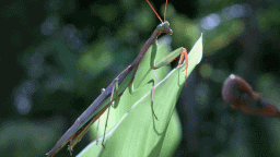 Kapoww GIFs - Get the best gif on GIFER