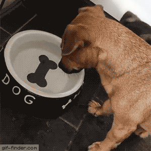 Dog bowl GIF - Conseguir o melhor gif em GIFER