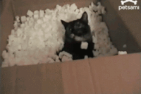 Lulz GIFs - Get the best gif on GIFER