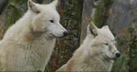 Wolf GIFs - Get the best gif on GIFER