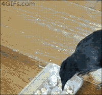 Intelligent GIFs - Get the best gif on GIFER