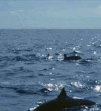 Dolphin GIFs - Get the best gif on GIFER