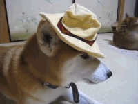 Hat GIFs - Get the best gif on GIFER