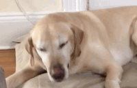 Sneezing GIFs - Get the best gif on GIFER