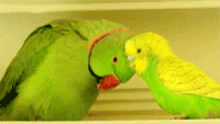 Parakeet GIFs - Get the best gif on GIFER