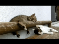 Rest GIFs - Get the best gif on GIFER